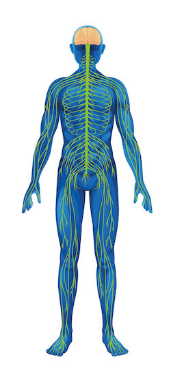 Thinking with Brain and Body | Thoughtful Learning K-12